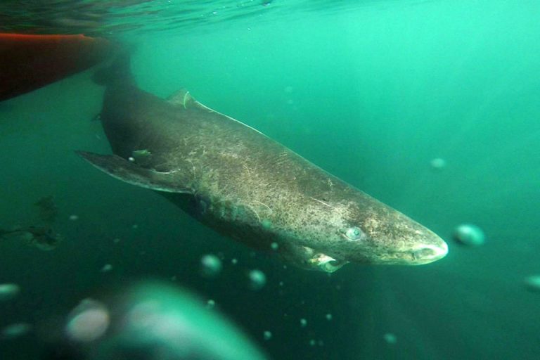 Holy Molly, Mysterious Greenland Shark Can Lived Up To 512 Years!?