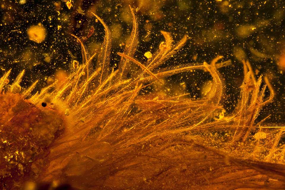 Amber Uncovered In Myanmar Proves That Dinosaurs Indeed Had Feathers