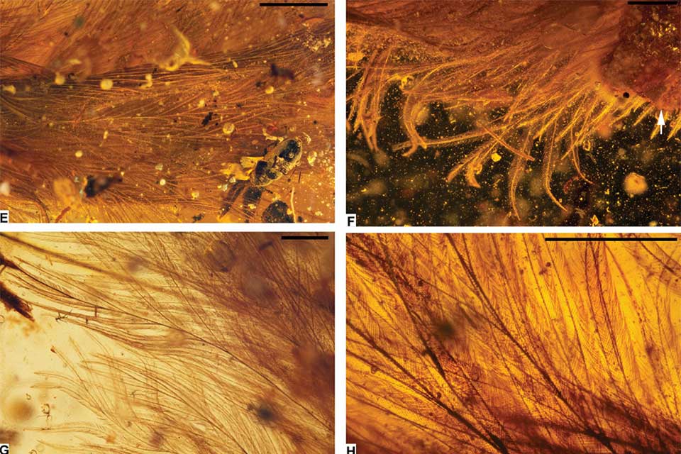 Amber Uncovered In Myanmar Proves That Dinosaurs Indeed Had Feathers