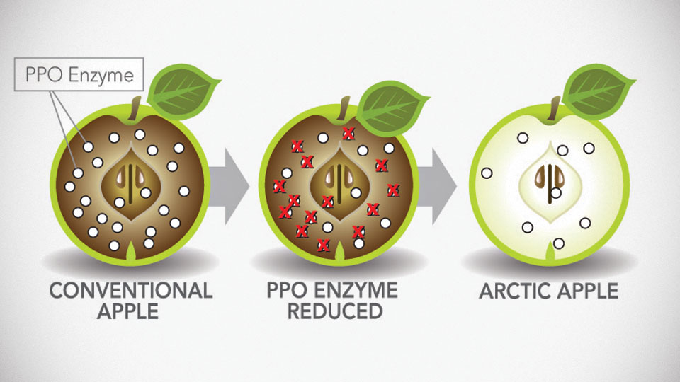 Thanks To Genetic Modification, Arctic Apples Will Not Turn Brown