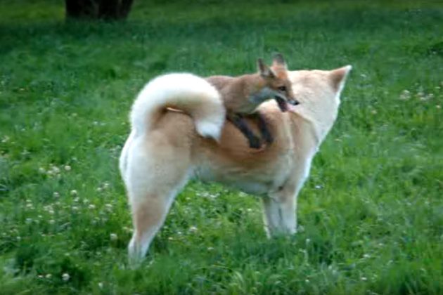A Quick Brown Fox Jumps Over The Lazy Dog Finally Made Sense
