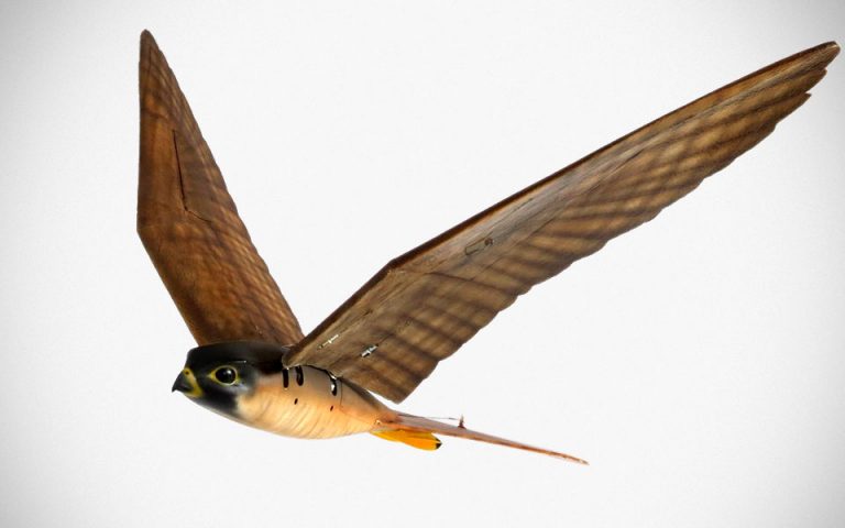 Robotic Bird Of Prey Plays Scarecrow In The Sky To Keep Birds Away