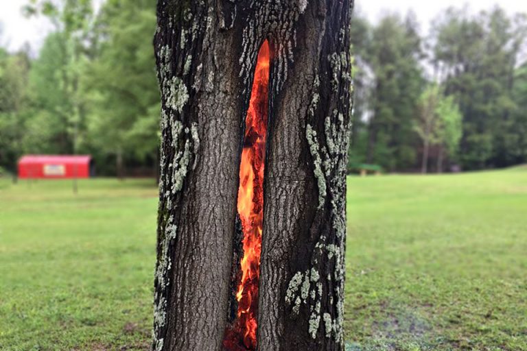 Tree Burning From The Inside Looks Absolutely Like LOTR’s Eye of Sauron