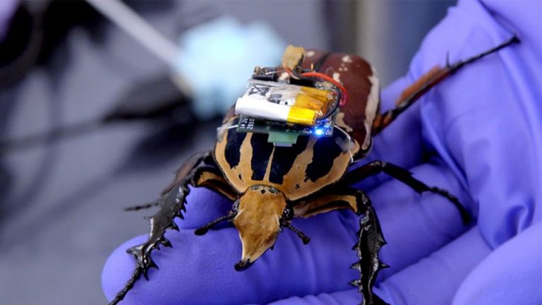 Cyborg Beetles Could Join Cyborg Dragonfly In Saving Lives In Future