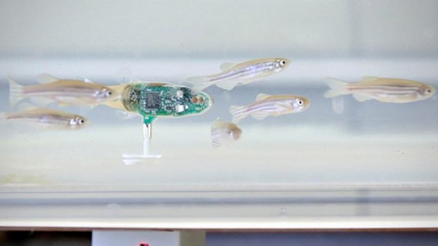 EPFL’s Tiny Robotic Fish Is Effectively A Spy Fish That Spies On, Well ...