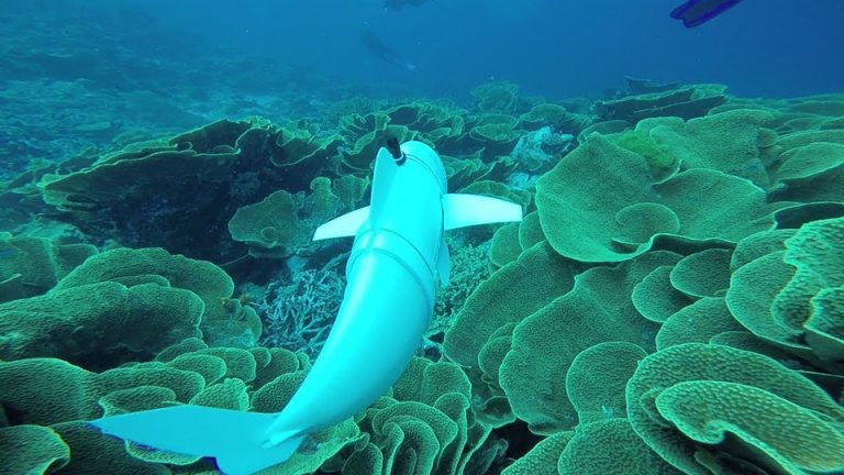 Scientists Want To Assimilate With Marine Fishes Using This Robotic Fish