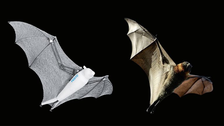 Festo BionicFlyingFox Flies And Looks Like The Real Thing