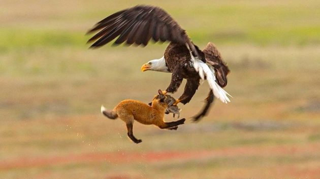 Wildlife Photographer Captured An Eagle Tussle With A Fox Over A Rabbit