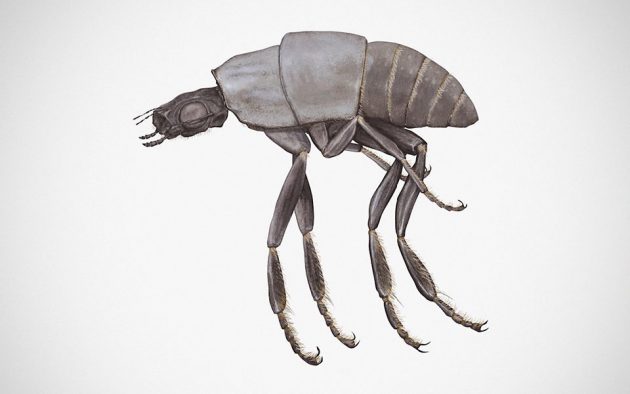 Illustrator Imagines Iconic Star Wars Characters As Insects