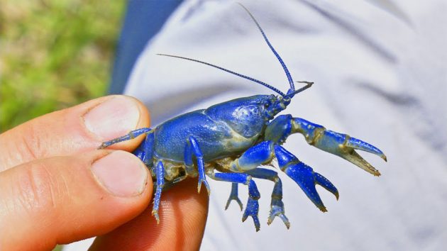 This Super Rare Crayfish Is Blue, Burrows And Might Be A New Species