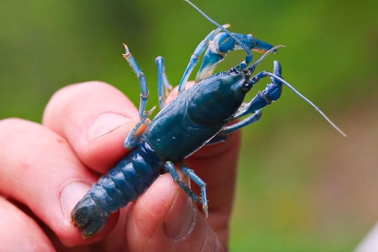 This Super Rare Crayfish Is Blue, Burrows And Might Be A New Species