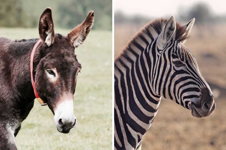 A Zoo In Egypt Turned A Donkey Into A Zebra With Painted Stripes SHOUTS a-zoo-in-egypt-turned-a-donkey-into-a-zebra-with-painted-stripes-shouts