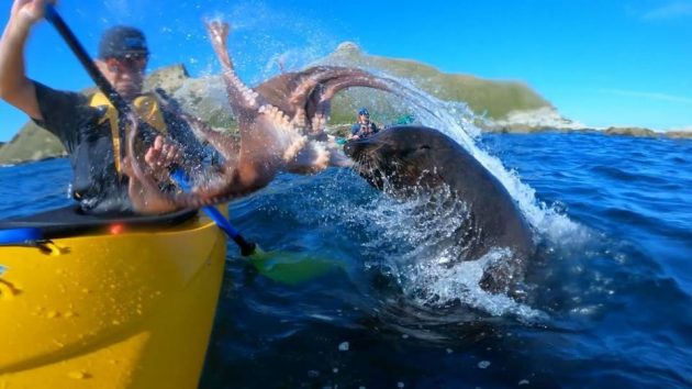 Kayaker Gets Slap On The Face By A Seal… With An Octopus