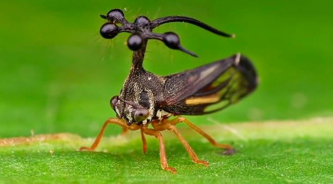 This Insect With Helicopter Rotor On Its Head Is Absolutely Bizarre ...