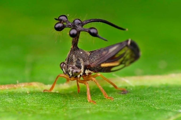 This Insect With Helicopter Rotor On Its Head Is Absolutely Bizarre