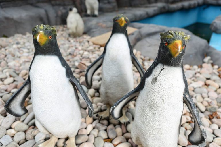 A Small Zoo In UK Had To Use Fake Plastic Penguins Due To Shortage