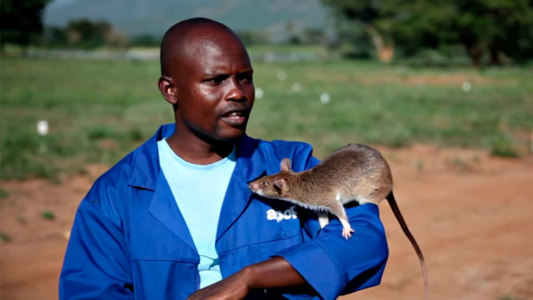 In Africa, Giant Rats Are Being Trained To Sniff Out Land Mines