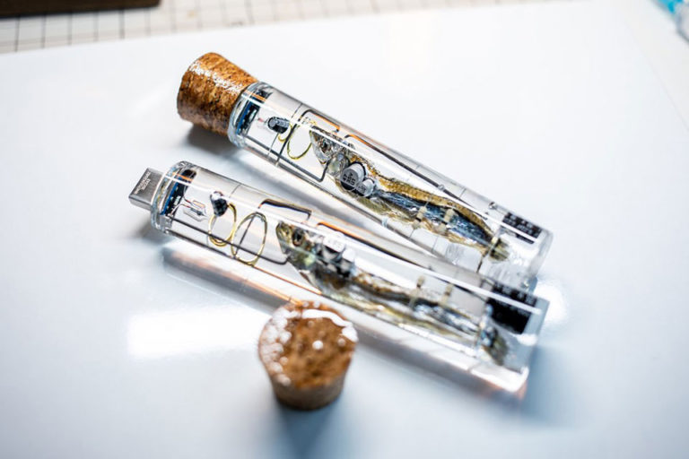 Japanese Student Created A USB Flash Drive With A Real Fish As Its PCB