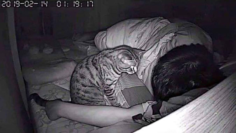 This Adorable Cat Was Why A Man Struggles To Breathe Every Night