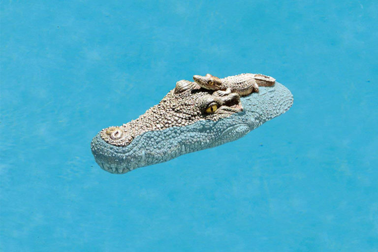 I Am Sure Floridians Will Not Be Amused By This Floating Crocodile