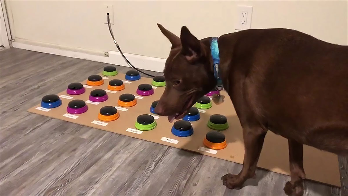 Speech-Language Pathologist Teaches Her Pet Dog To “Talk” Using Buttons