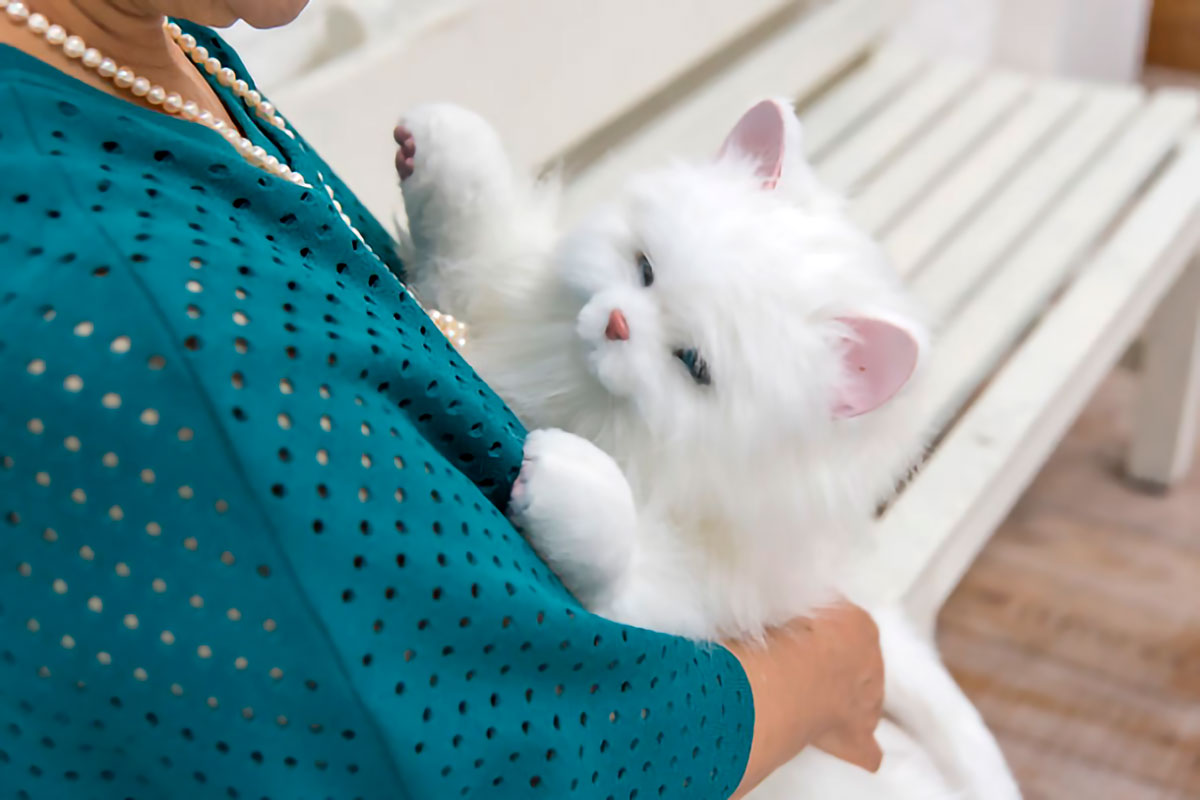 New Cat Robot In Japan Is A Cross Between MarsCat And The Headless Cat ...