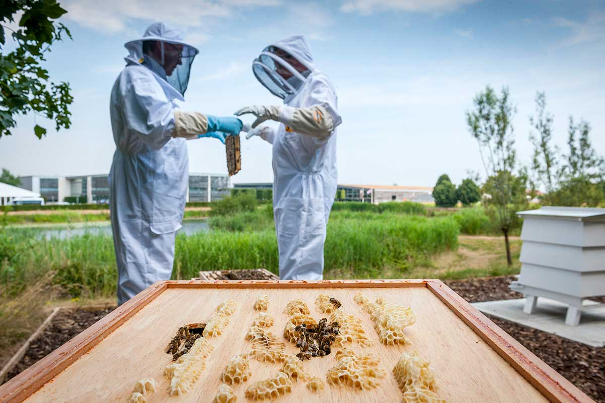 The Literal Rolls-Royce Of Honey Anticipates Record Production. Yes ...