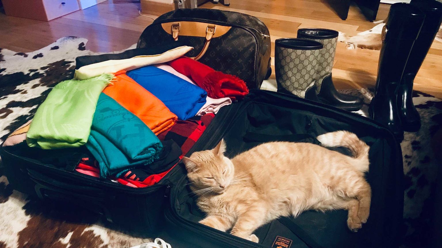 A Guide To Traveling Across The World With Your Animal