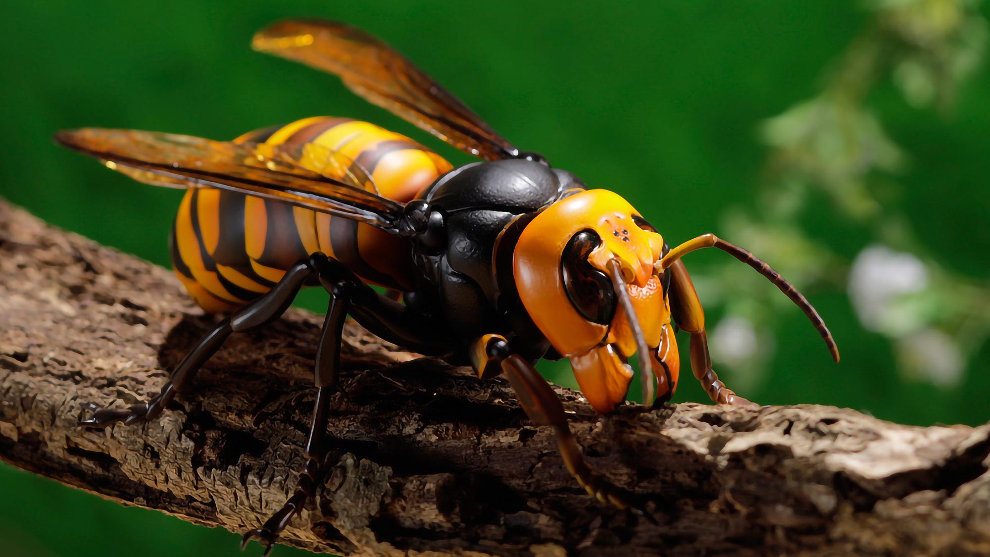This Asian Giant Hornet Figure Is Over 3x The Size Of The Real-deal And ...