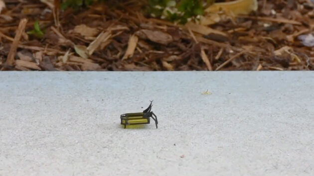 Researchers Developed Insect-scale Robot That Moves Without Battery And ...