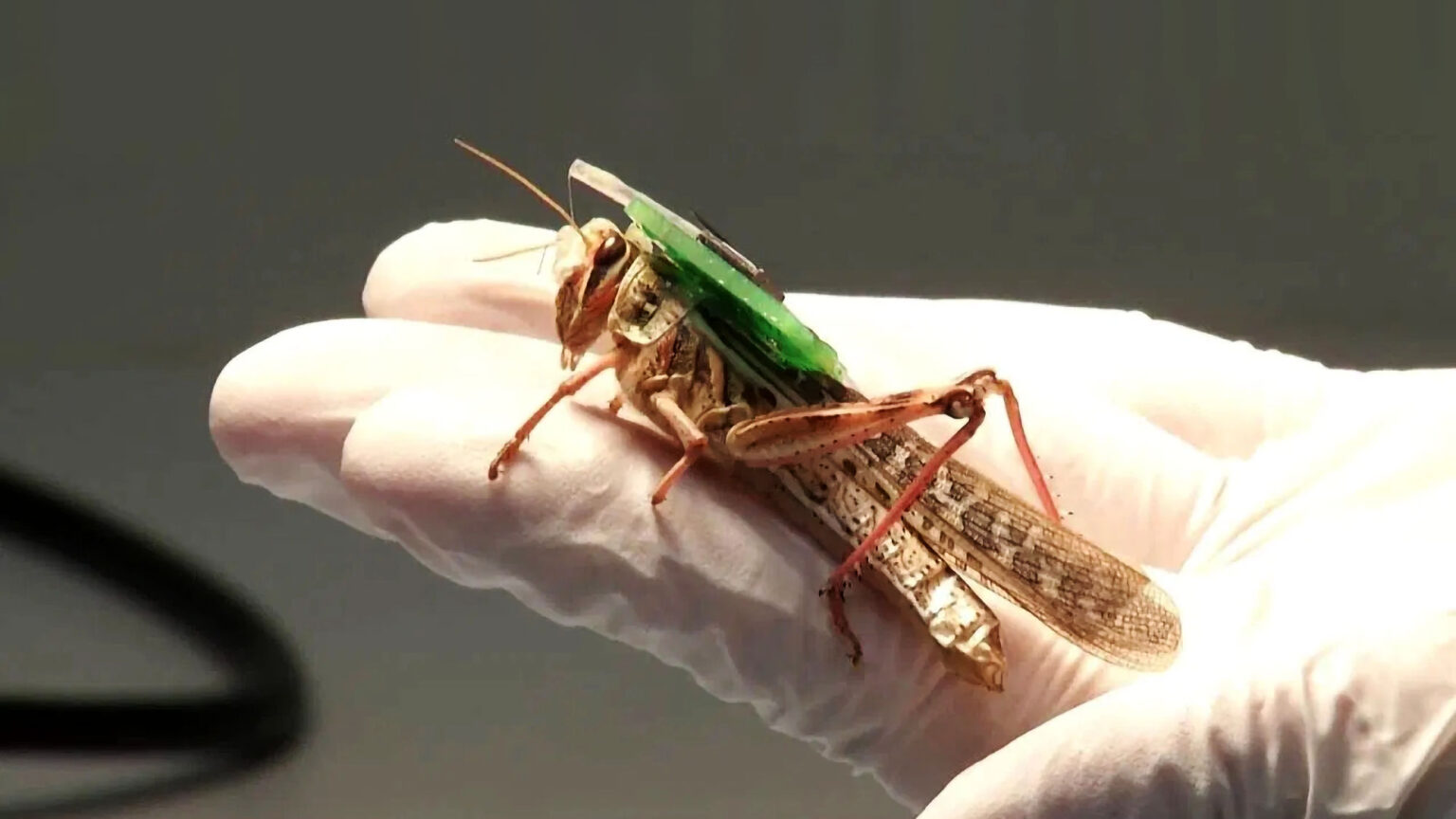 Researchers Made Progress In Bomb Sniffing Locusts In A Navy-backed ...