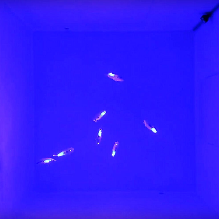 Researchers Developed Autonomous Robot Fishes That School Together Like ...