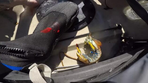 Watch What Happens When A Mantis Shrimp Strikes A Human