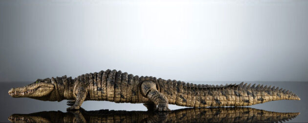 Bandai Ikimono Encyclopedia Ultimate Nile Crocodile Model Kit Is ...