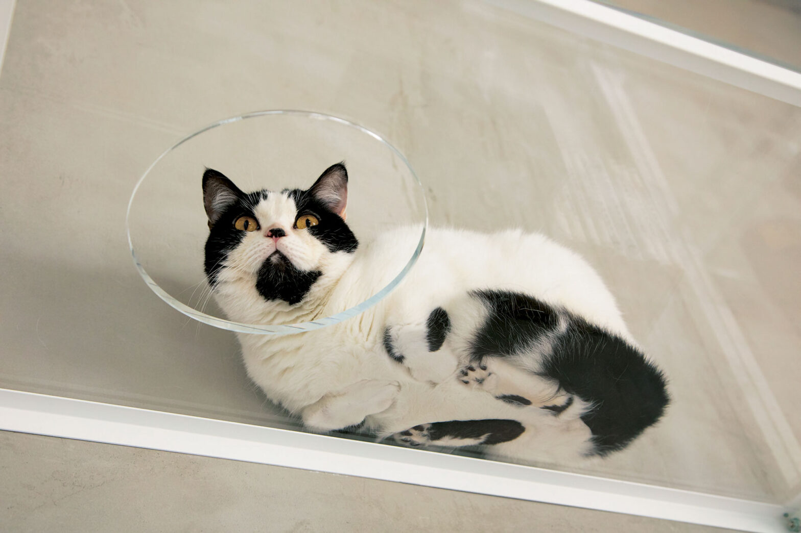 Cat-friendly Clear Display Rack Lets Observe Kitty From Below As It ...