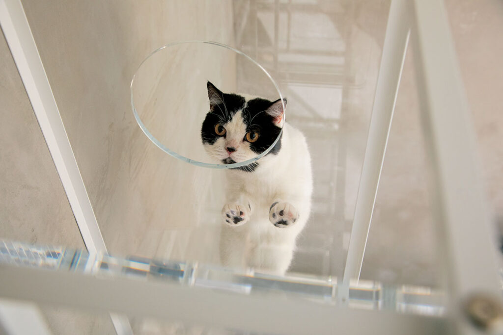 Cat-friendly Clear Display Rack Lets Observe Kitty From Below As It ...