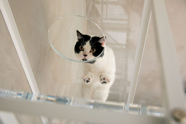 Cat-friendly Clear Display Rack Lets Observe Kitty From Below As It ...
