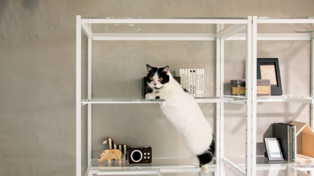 Cat-friendly Clear Display Rack Lets Observe Kitty From Below As It ...