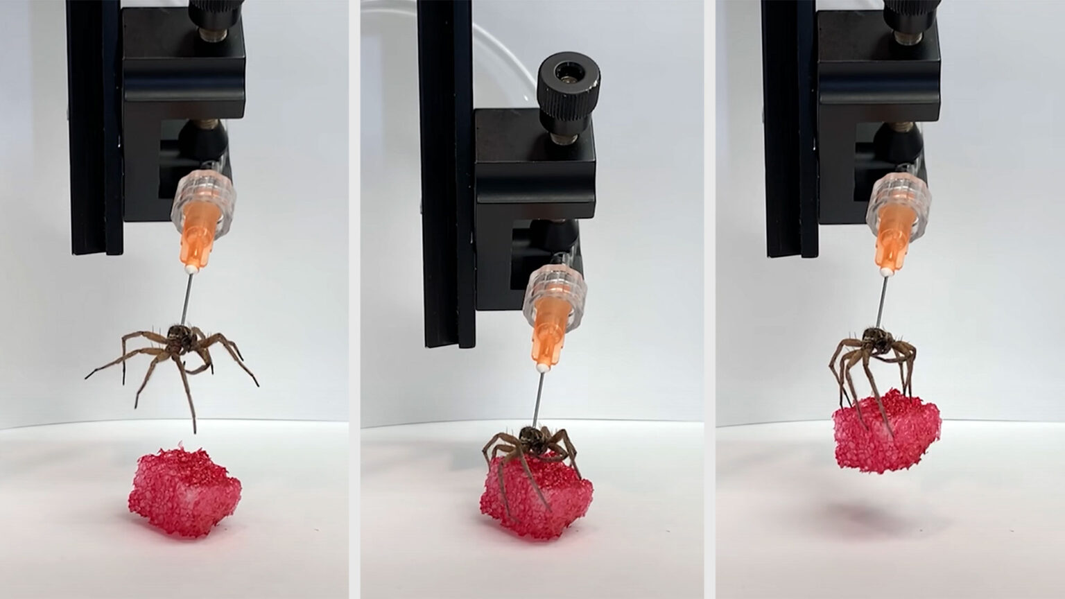 Researchers Repurposed A Dead Spider Into A Mechanical Gripper