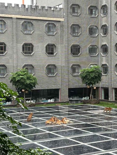 Forget About Sea View. This Hotel In China Offers Tiger View Rooms