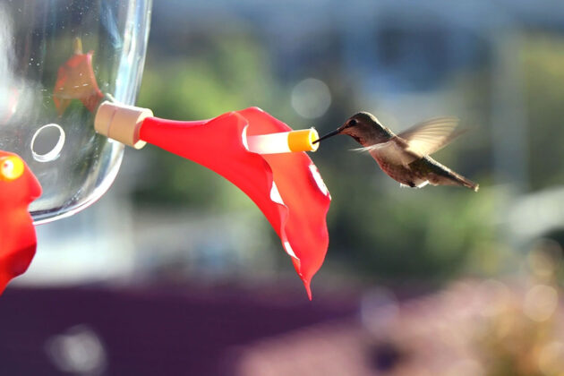 HummViewer Lets You See Hummingbird Feeding Up Close (Very, Very Close!)