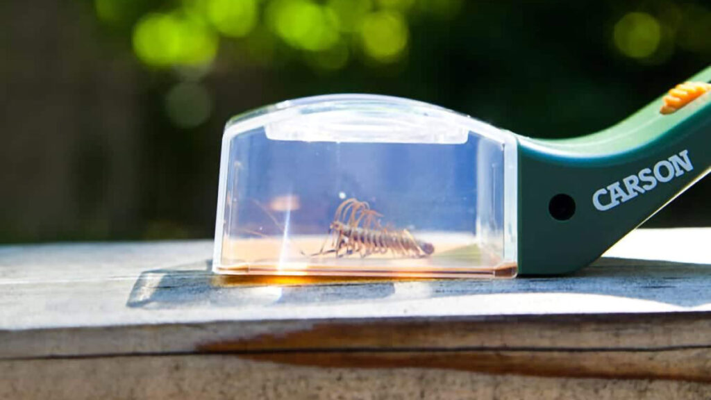 This Bug Catcher Lets Kids And Adults Snag Bugs And Observe Them At 5 ...