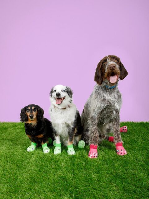 Crocs x BARK Pet Crocs Boots: Well, It’s Just Crocs For Dogs