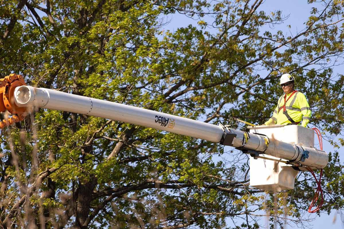 How To Choose The Right Arborist For Your Tree Care Needs