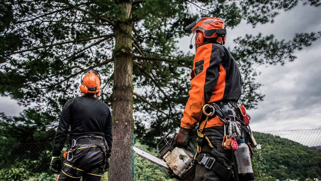 How To Choose The Right Arborist For Your Tree Care Needs